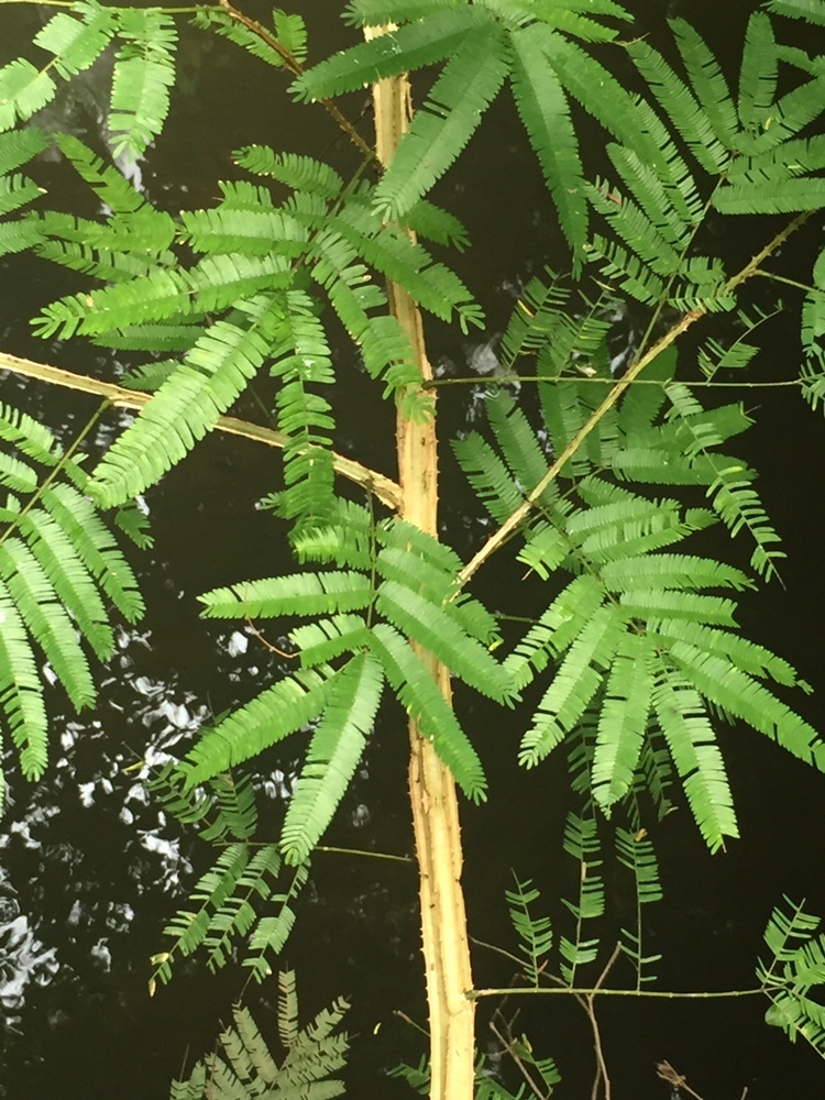 Piptadenia gonoacantha from Florianópolis, SC, BR on January 04, 2021 ...