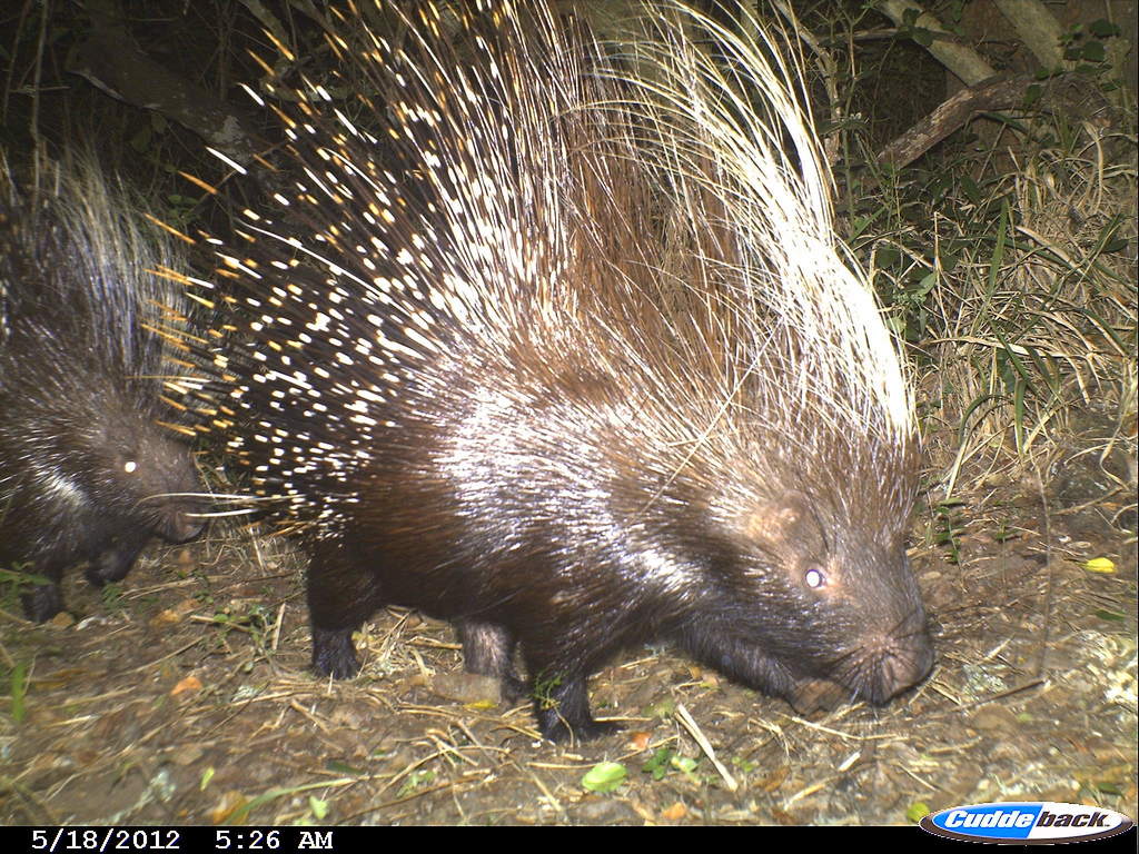 Ctenohystricans (Hystricomorpha) - Know Your Mammals