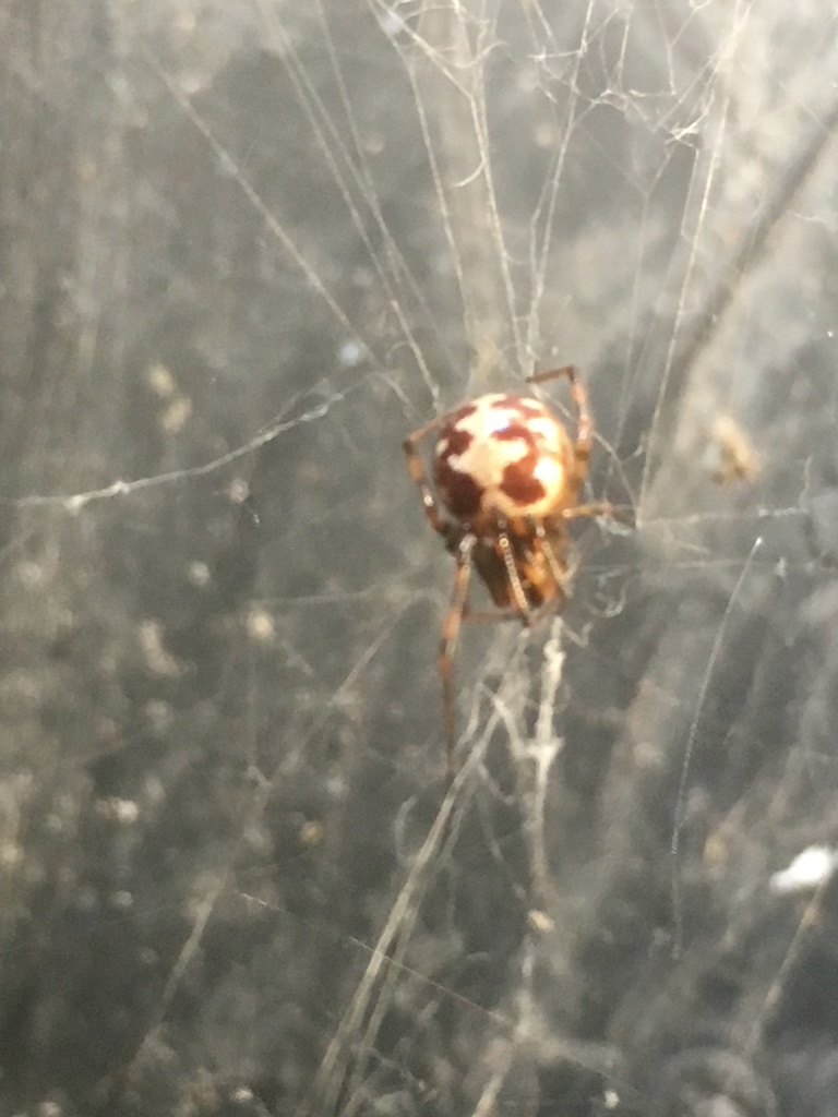 Triangulate Combfoot from Estate Dr, Corpus Christi, TX, US on August ...