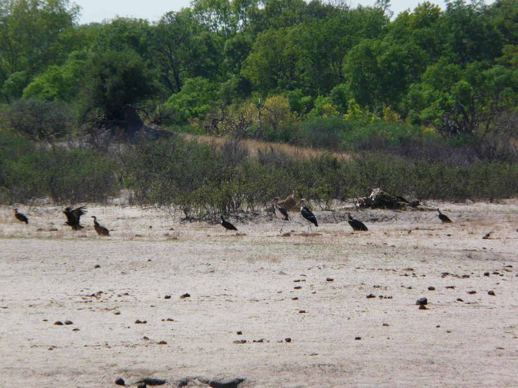 Southern Lion in November 2011 by Simon Tonge. Female on kill at ...
