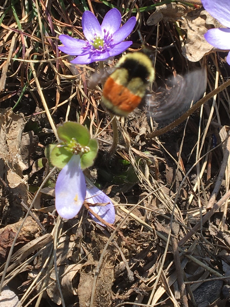 Tricolored Bumble Bee from Douglasdale, Calgary, AB T2Z, Canada on May ...