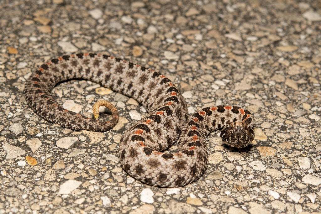 Dusky Pygmy Rattlesnake from Union County, FL, USA on June 1, 2020 at ...
