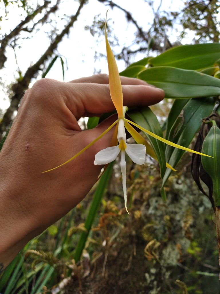 Night Scented Orchid in January 2021 by Scott Ward · iNaturalist
