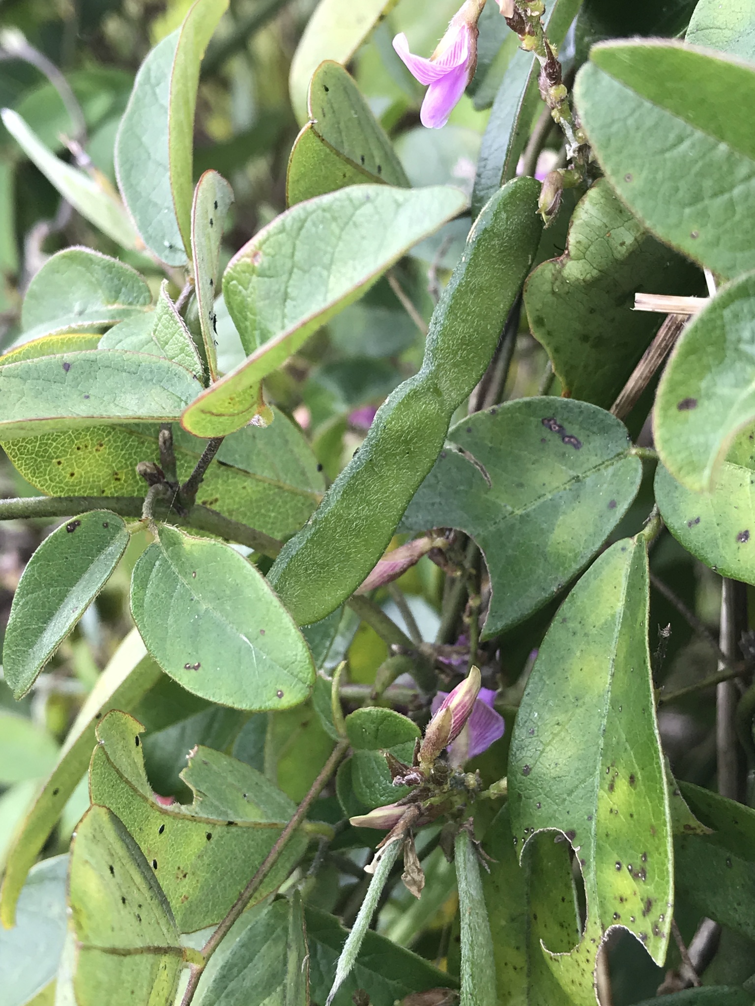 Galactia striata (Jacq.) Urb.