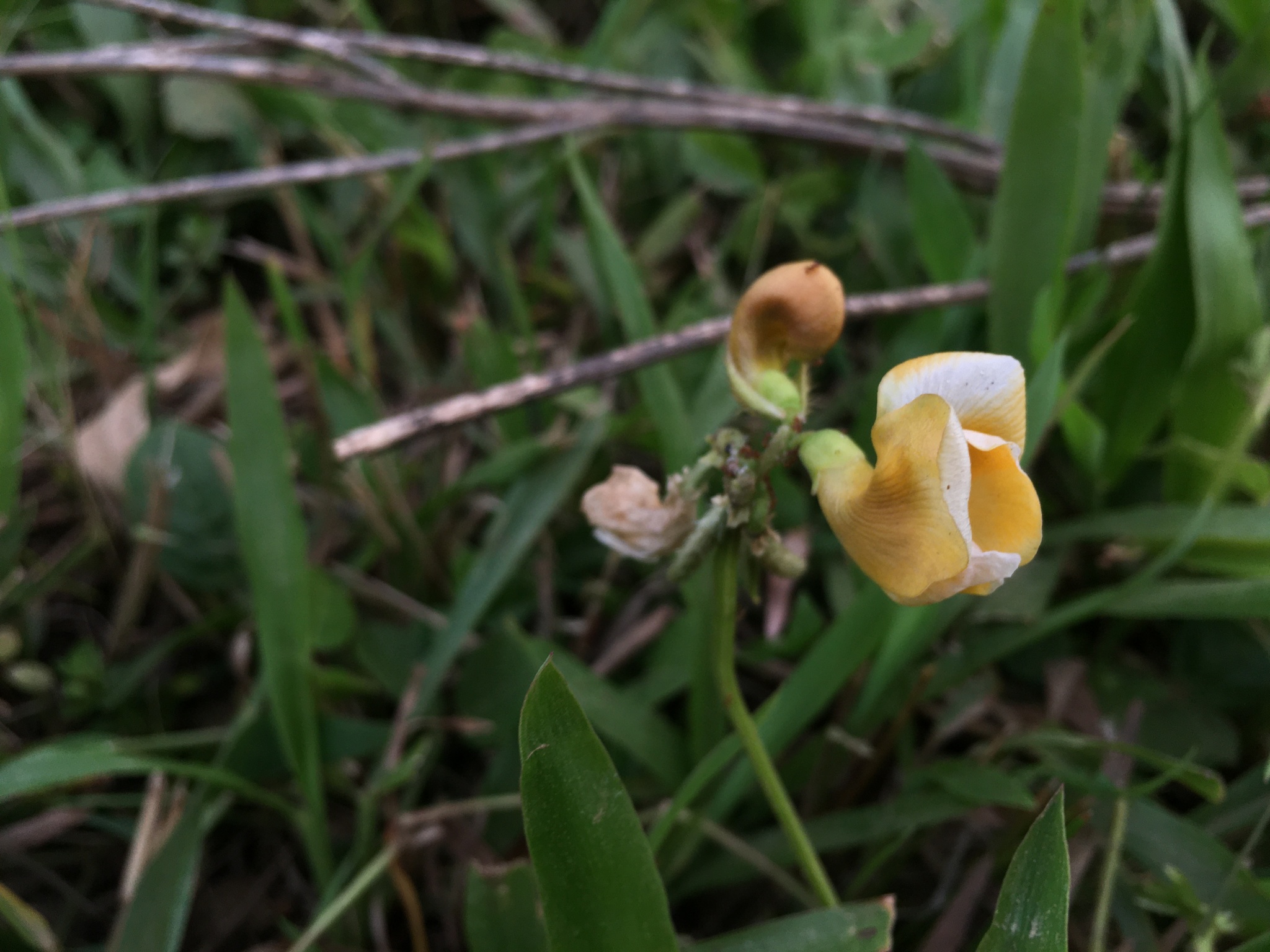 Vigna longifolia (Benth.) Verdc.