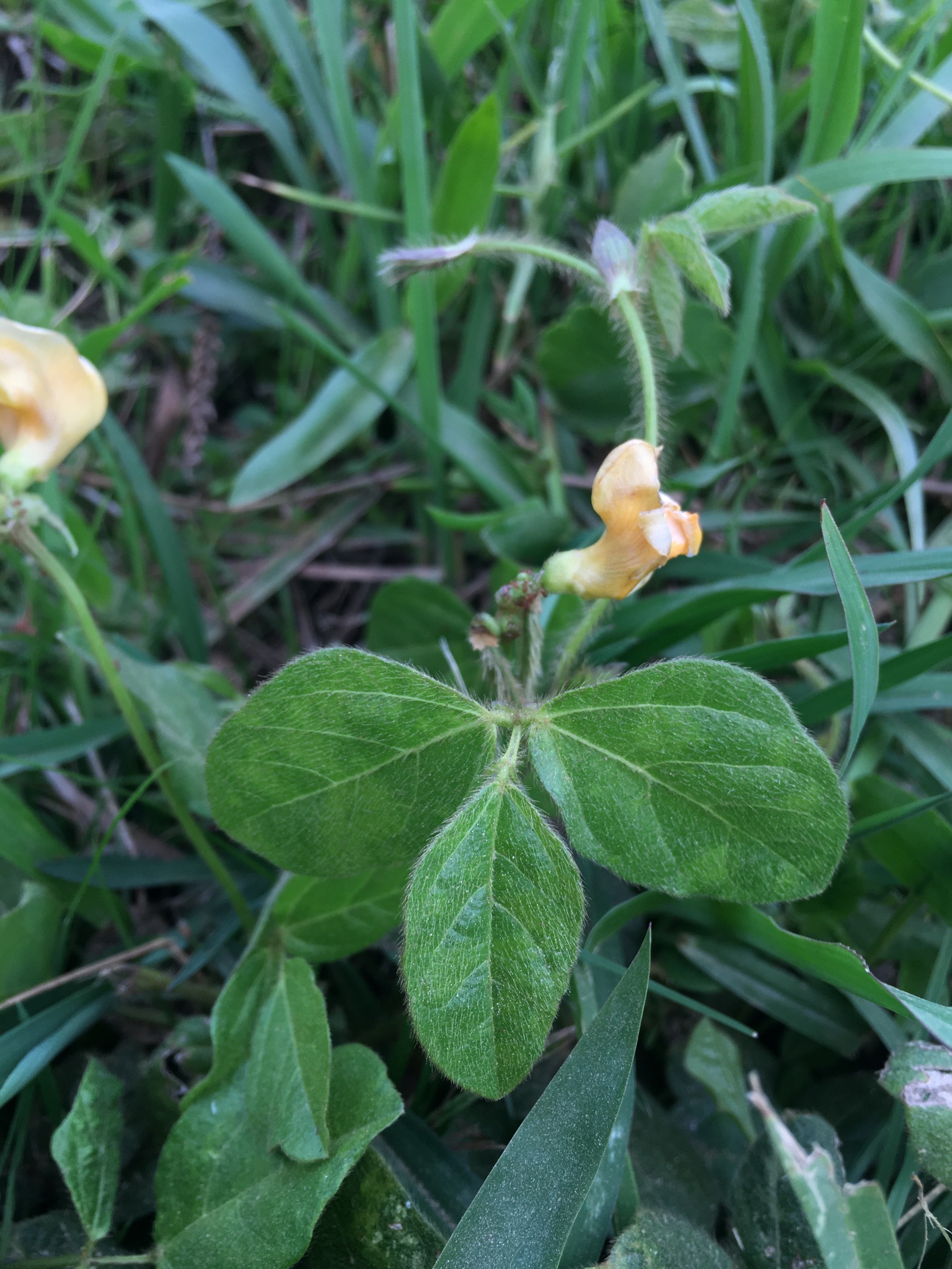 Vigna longifolia (Benth.) Verdc.