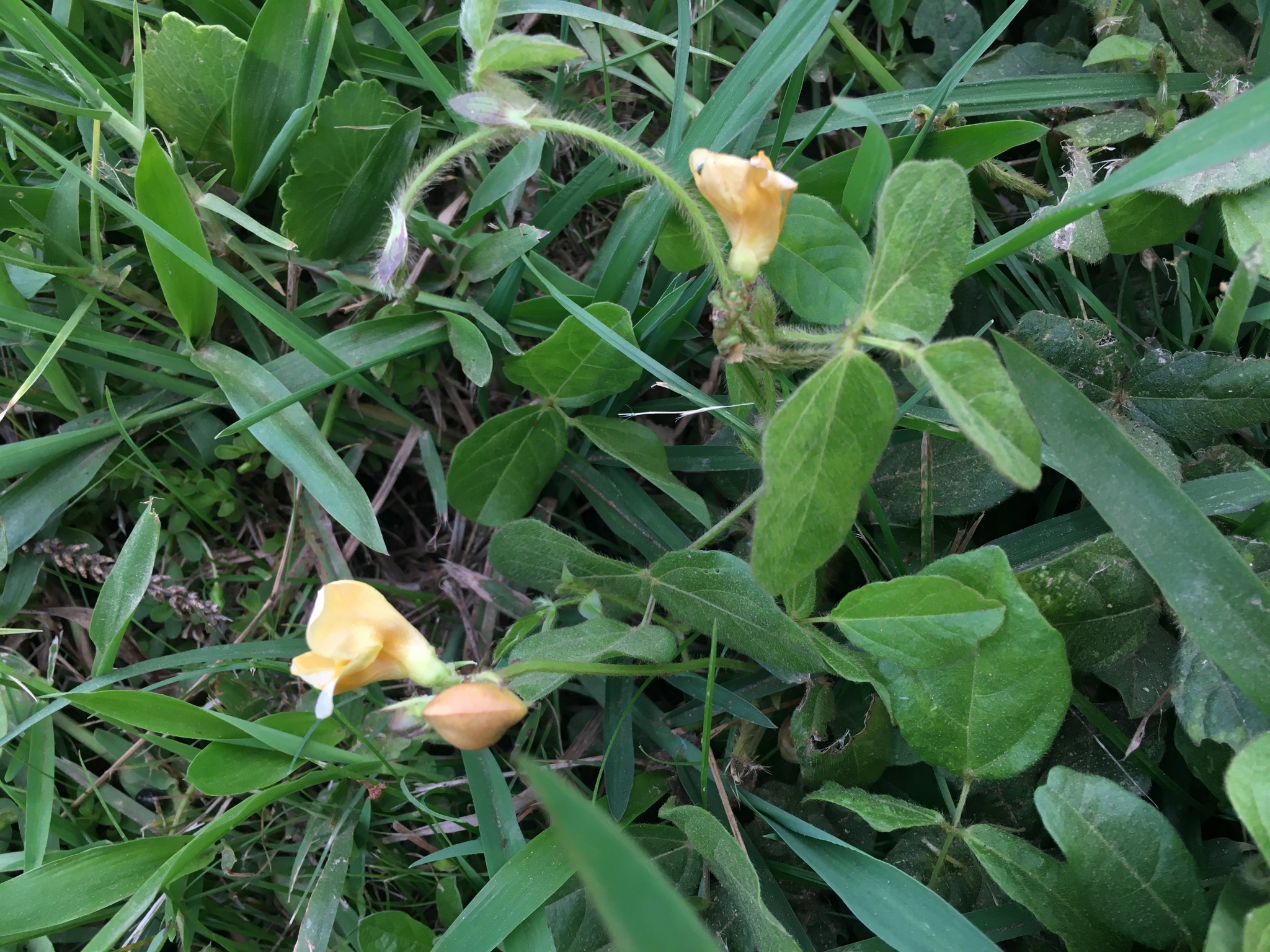 Vigna longifolia (Benth.) Verdc.