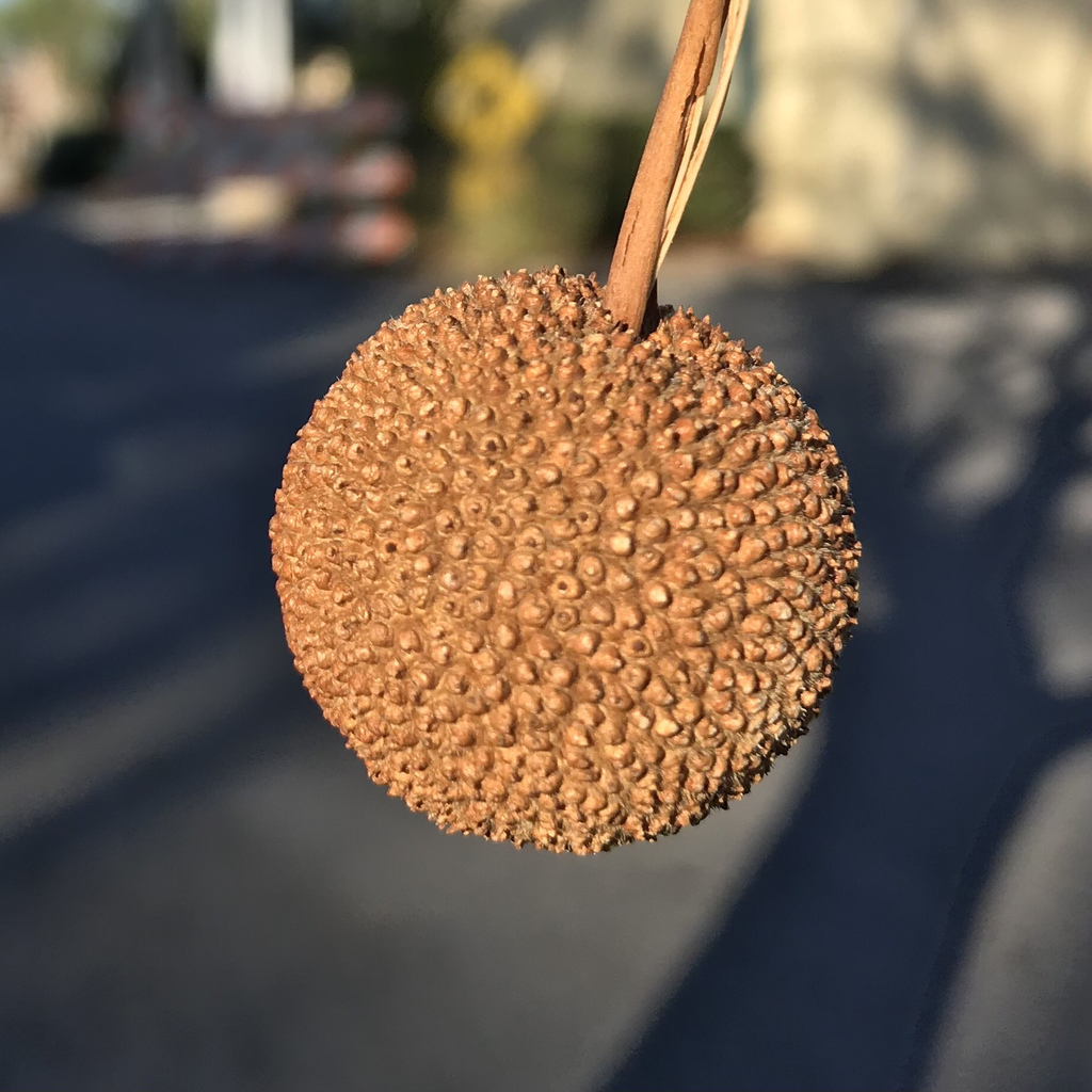 American sycamore (Platanus occidentalis) - Botanical Realm