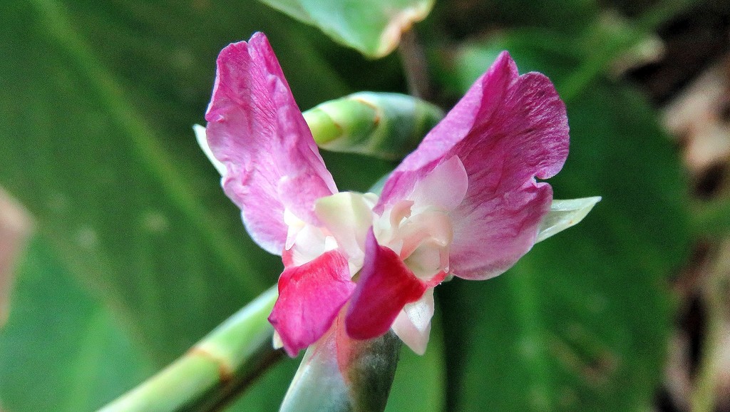 (Ischnosiphon ovatus) - Botanical Realm