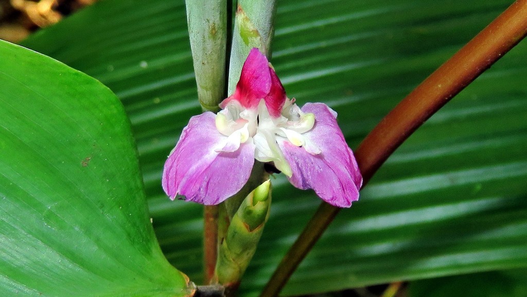 (Ischnosiphon ovatus) - Botanical Realm