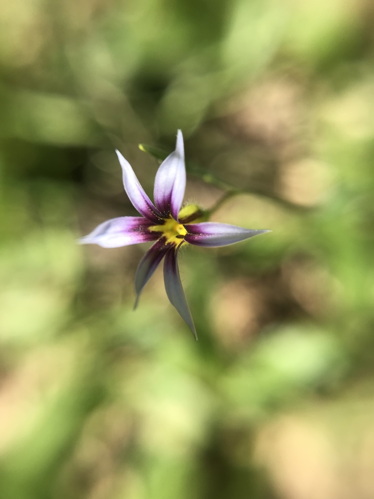 Blue Pigroot from Cascavel, Guarapuava, PR, BR on October 16, 2017 at ...