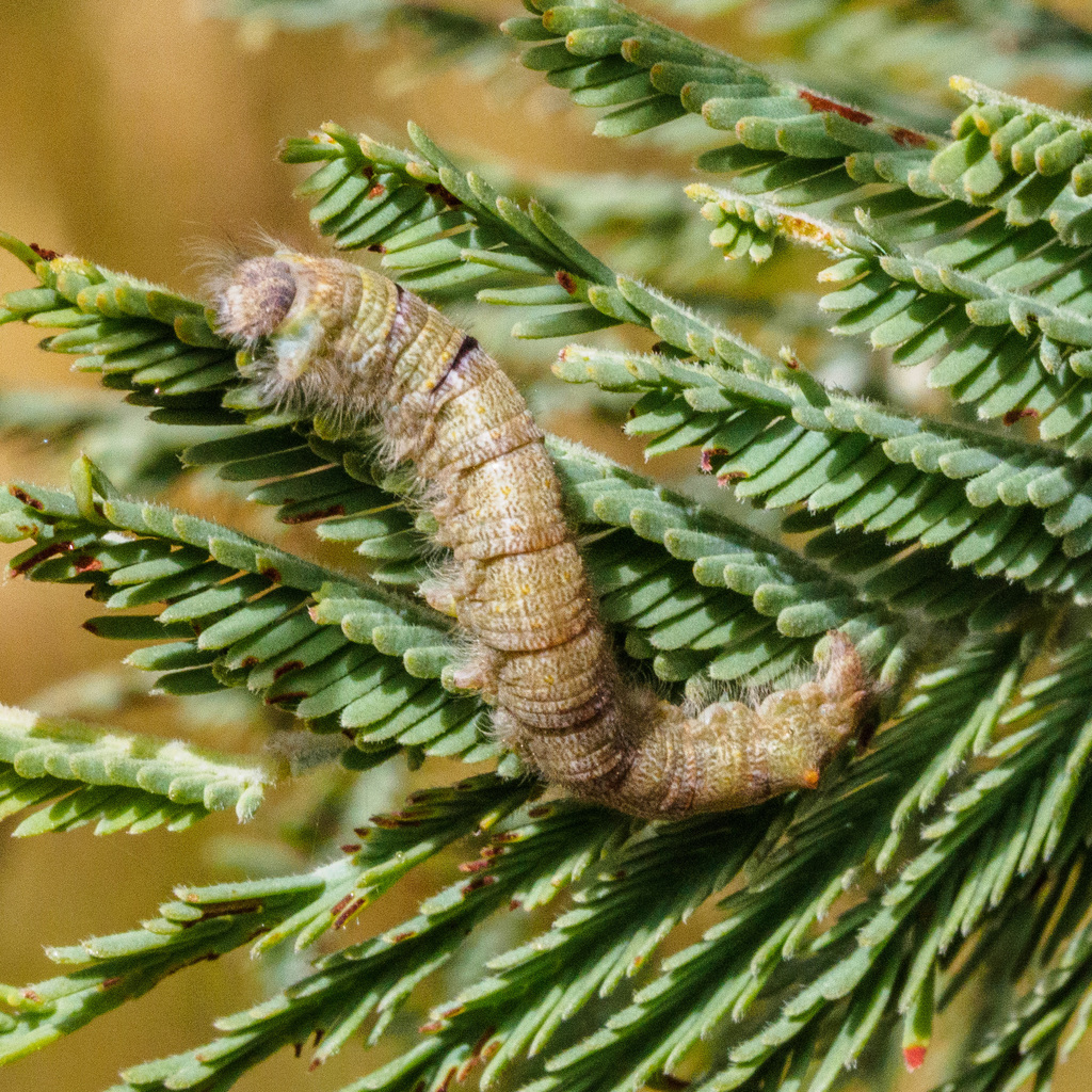 wattle snout moth from Gisborne VIC 3437, Australia on December 28 ...