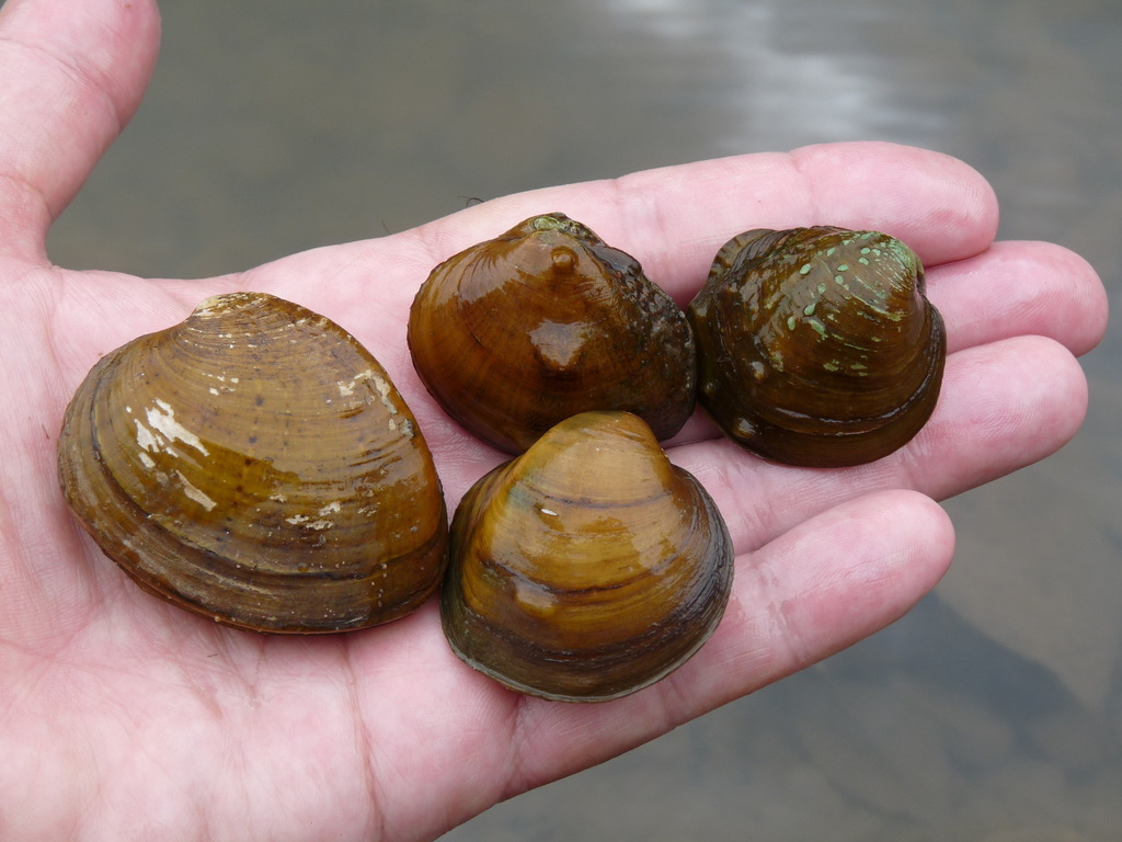 Purple Wartyback from St Clair County, MO, USA on September 19, 2009 at ...