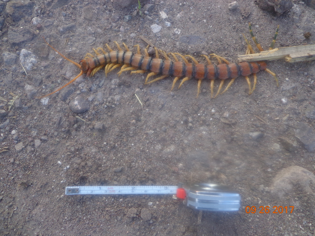 Giant Desert Centipede from Bolaños, Jal., México on September 26, 2017 ...