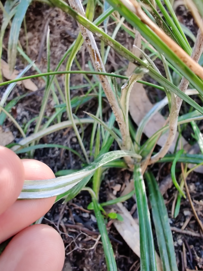 (Celmisia longifolia) - Botanical Realm