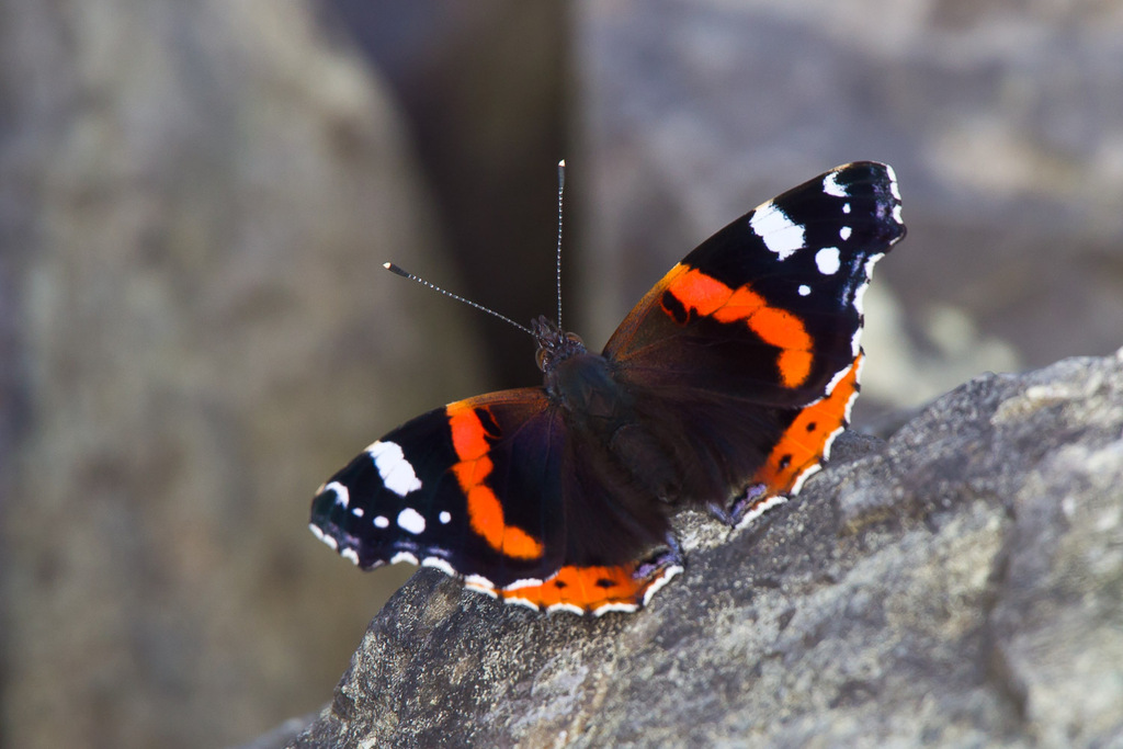 Red Admiral from Church Road @ R151, County Meath, Ireland on September ...