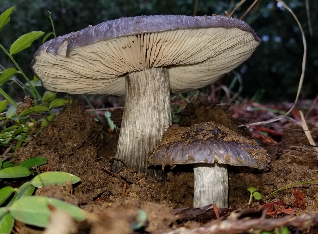 Midnight Entoloma from San Mateo County, CA, USA on January 03, 2021 at ...
