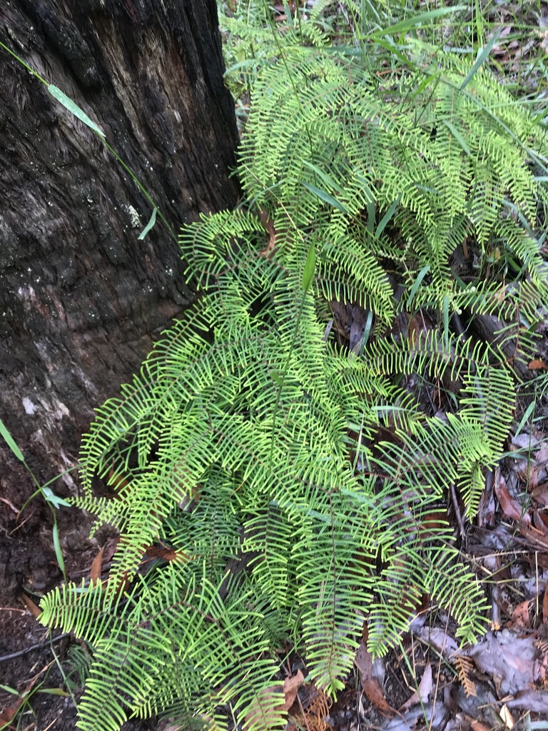 tangle ferns from Wright Forest Bushland Reserve, Cockatoo, VIC ...