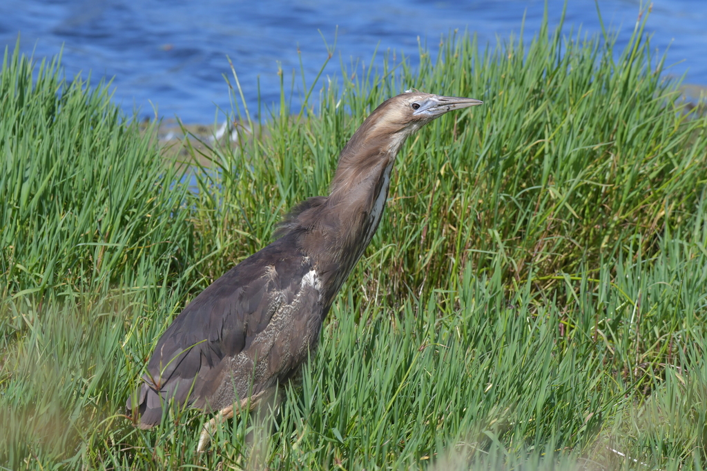 Australasian Bittern (Birds of Griffith NSW) · iNaturalist