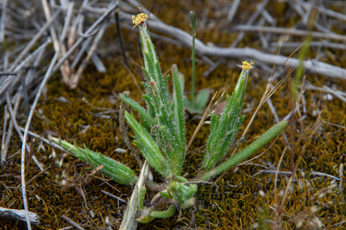 Sticky Long-heads (Podotheca angustifolia) · iNaturalist Australia