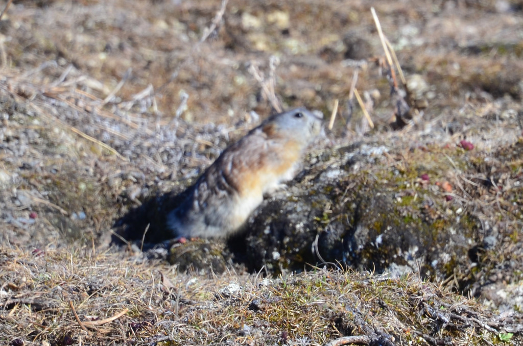 Collared Lemmings (Dicrostonyx) - Know Your Mammals