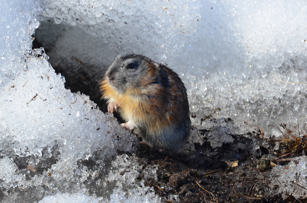 Collared Lemmings (Dicrostonyx) - Know Your Mammals