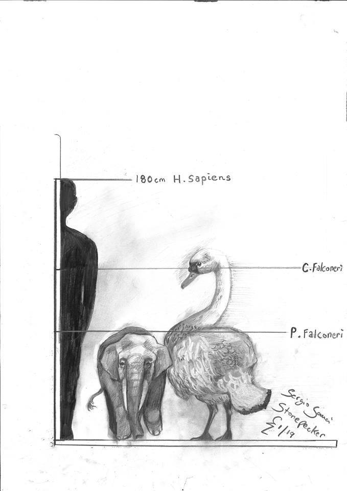 Giant Swan (Cygnus falconeri) - Avian Discovery