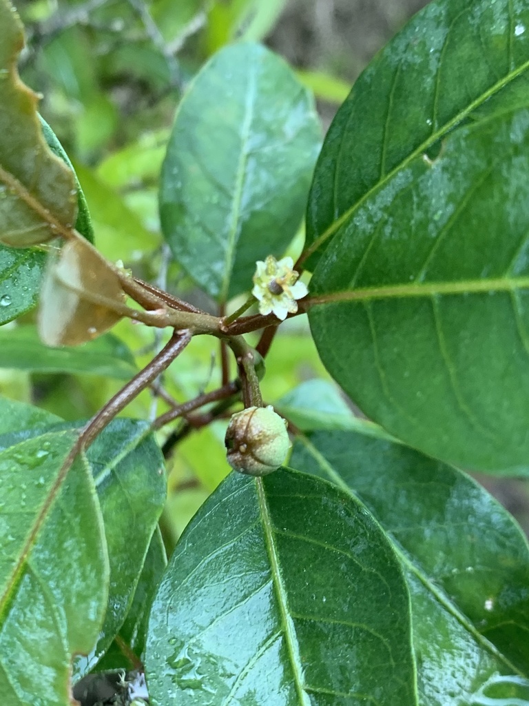 Cluts (Clutia) - Botanical Realm