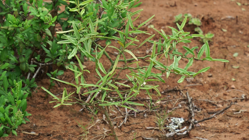 indian caper from Addo Elephant National Park on January 23, 2020 by ...