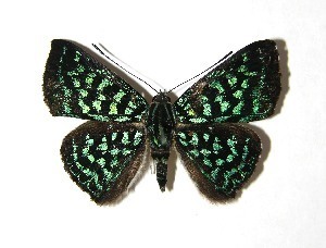 Mariposa lentejuela (Menander pretus)