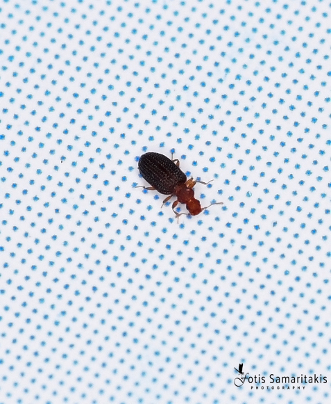 Dienerella ruficollis (Madeira Käfer) · iNaturalist