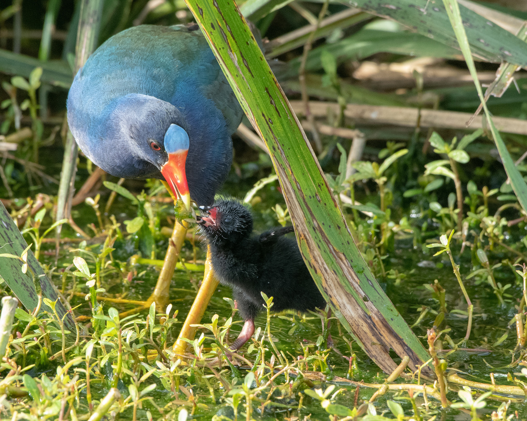 Swamphens and Blue Gallinules (Porphyrio) - Avian Discovery