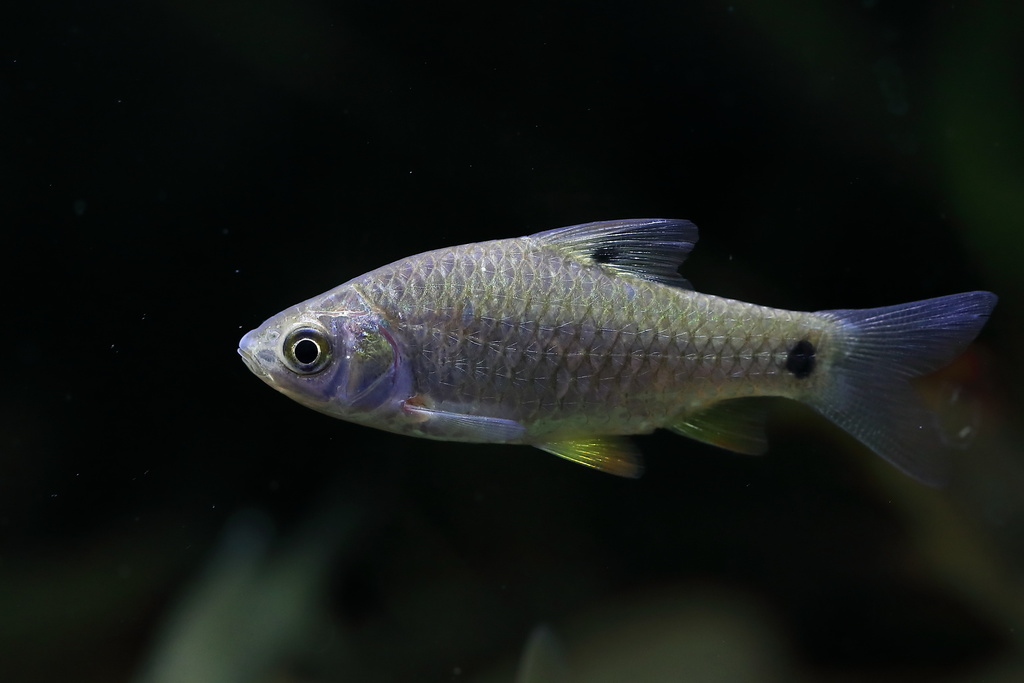 Pool Barb in January 2021 by steveshi · iNaturalist