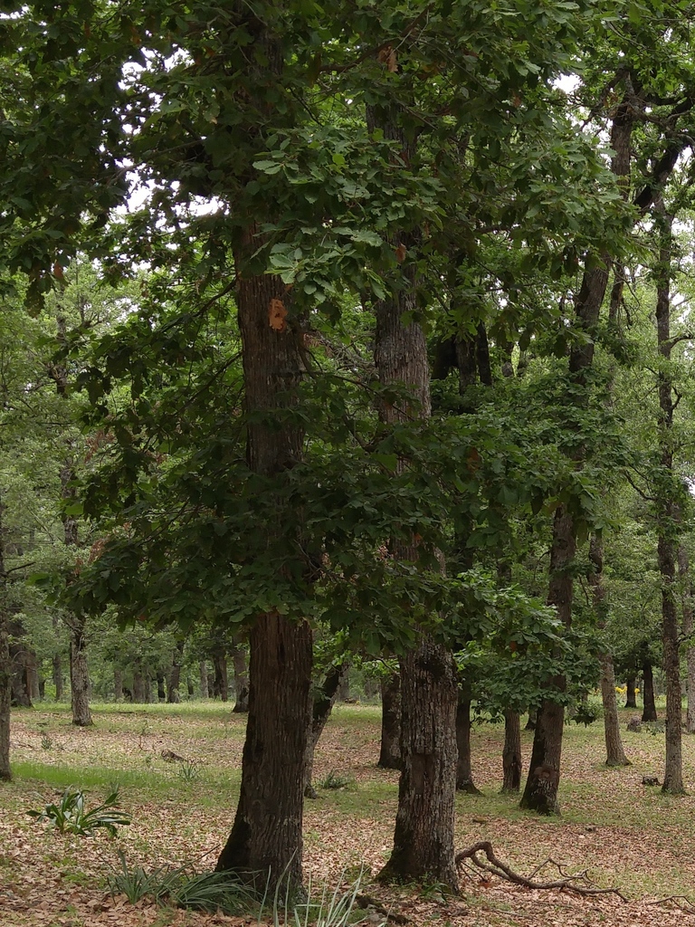 Mirbeck's oak (Quercus canariensis) - Botanical Realm