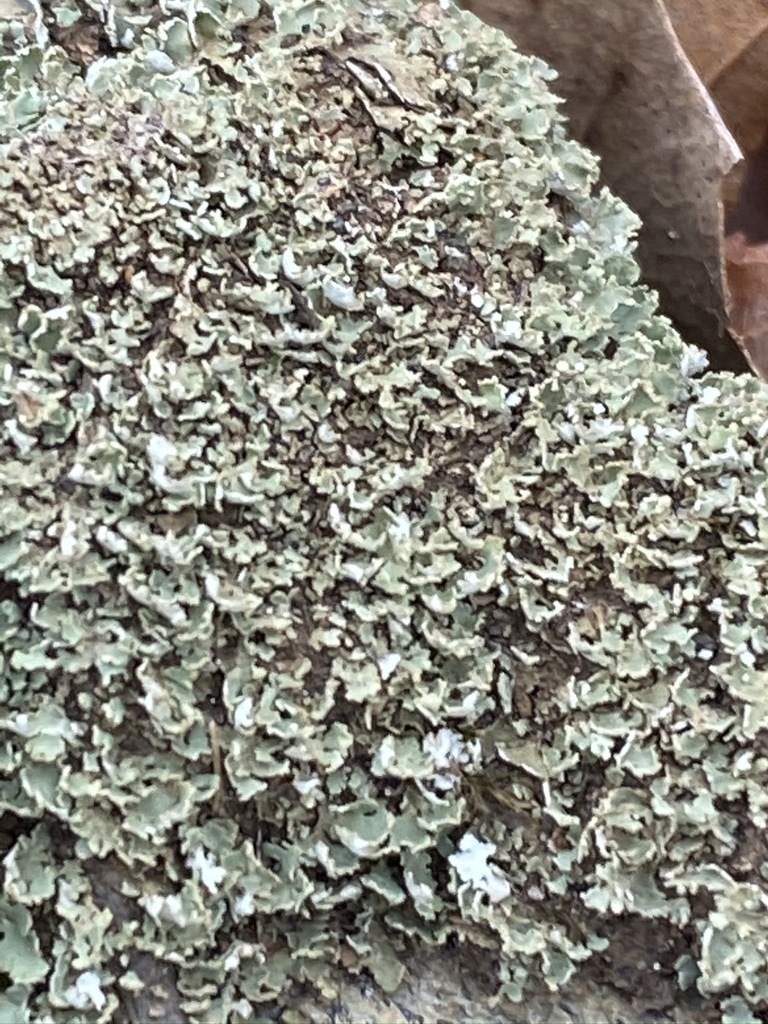 Finger Cup Lichen from Lynchburg, VA, USA on February 18, 2020 at 11:21 ...