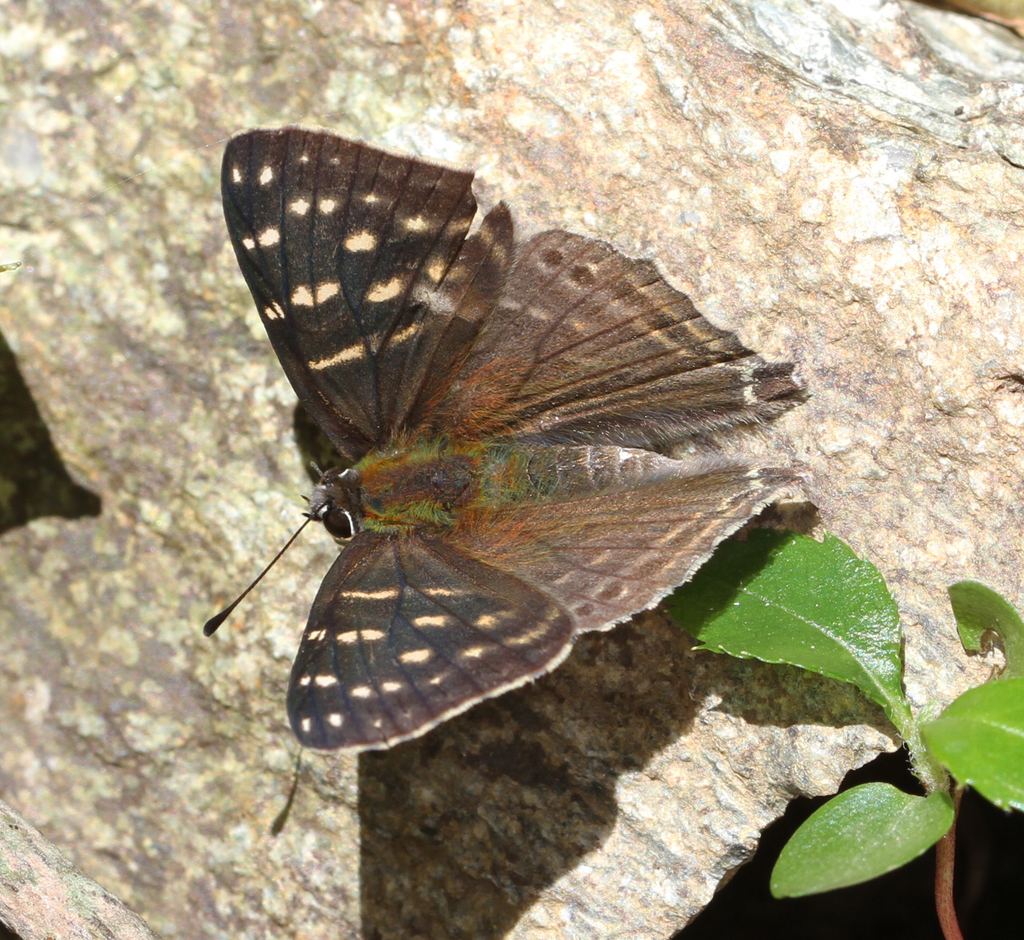 lesser Punch from Bhimtal, Uttarakhand 263136, India on May 19, 2014 at ...