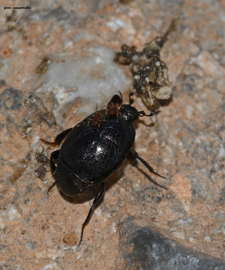Saprinus subnitescens from Κρήτη, Ελλάδα on March 7, 2020 at 05:19 PM ...