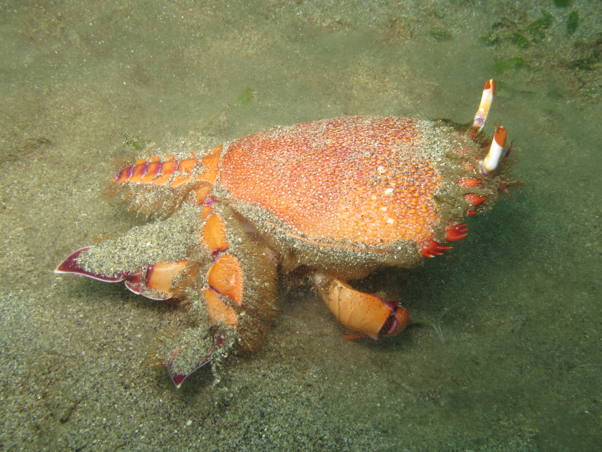 Ranina ranina (Linnaeus, 1758)