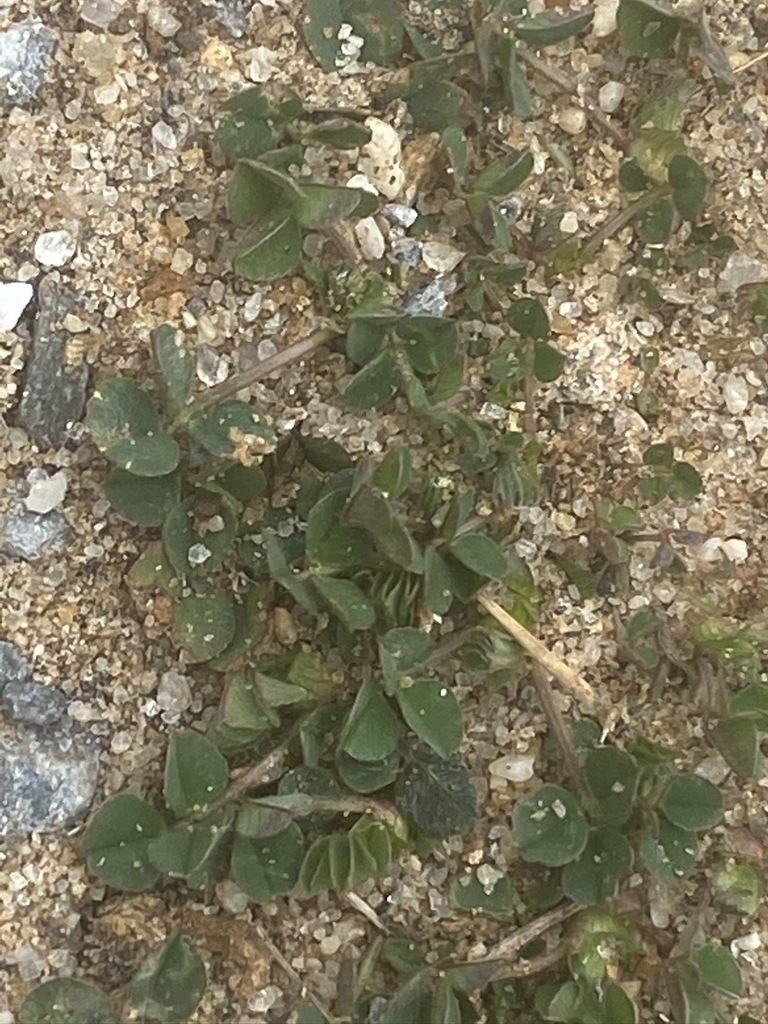 Faboideae from Lynchburg, Virginia, United States on February 18, 2020 ...