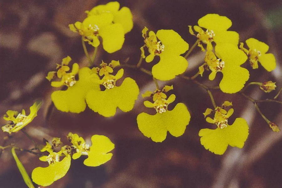 Tolumnia urophylla (Native plants of Montserrat) · iNaturalist