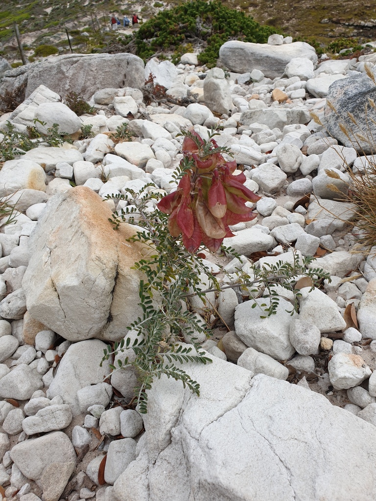 cancer bush from JFVF+7F, Cape Point, Cape Town, South Africa on ...