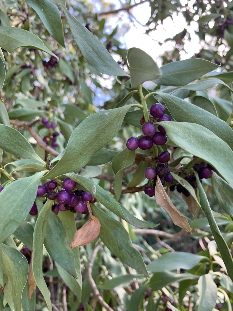 Australian Ngaio from Stellenbosch, WC, ZA on January 05, 2021 at 03:02 ...