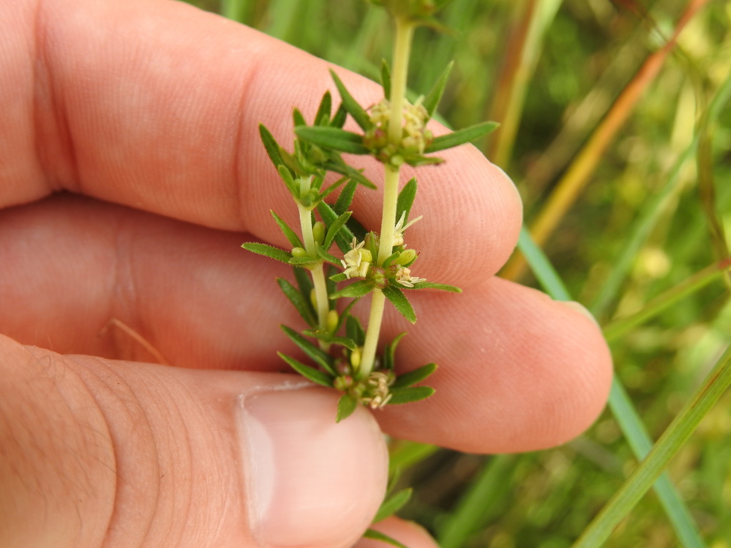 Anthospermum rigidum from Wolwespruit Trails, Pretoria, Gauteng, South ...