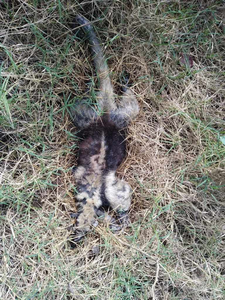 Northern Tamandua from Unnamed Road, Yuc., México on January 4, 2021 at ...