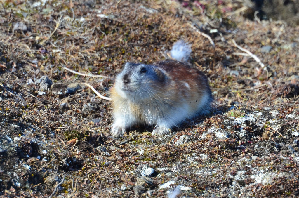 Collared Lemmings (Dicrostonyx) - Know Your Mammals