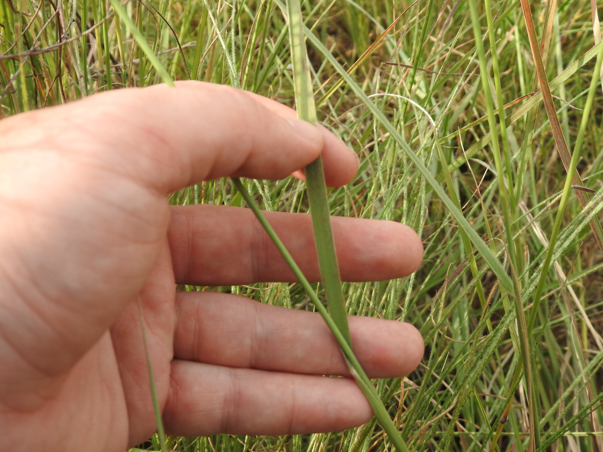 Loudetia simplex (Nees) C.E.Hubb.