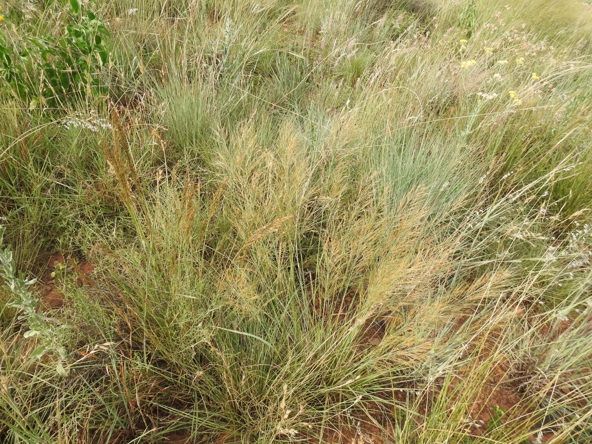 Loudetia simplex (Nees) C.E.Hubb.