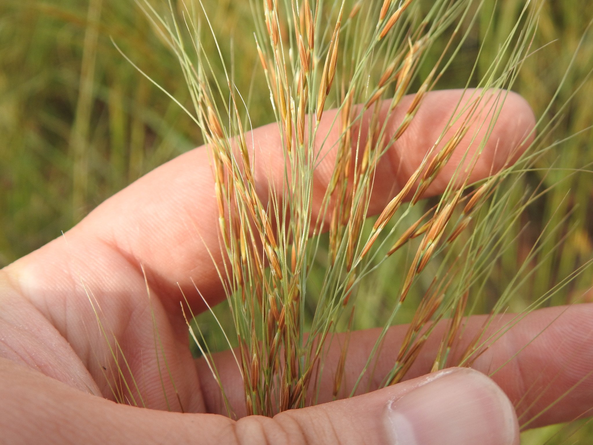 Loudetia simplex (Nees) C.E.Hubb.