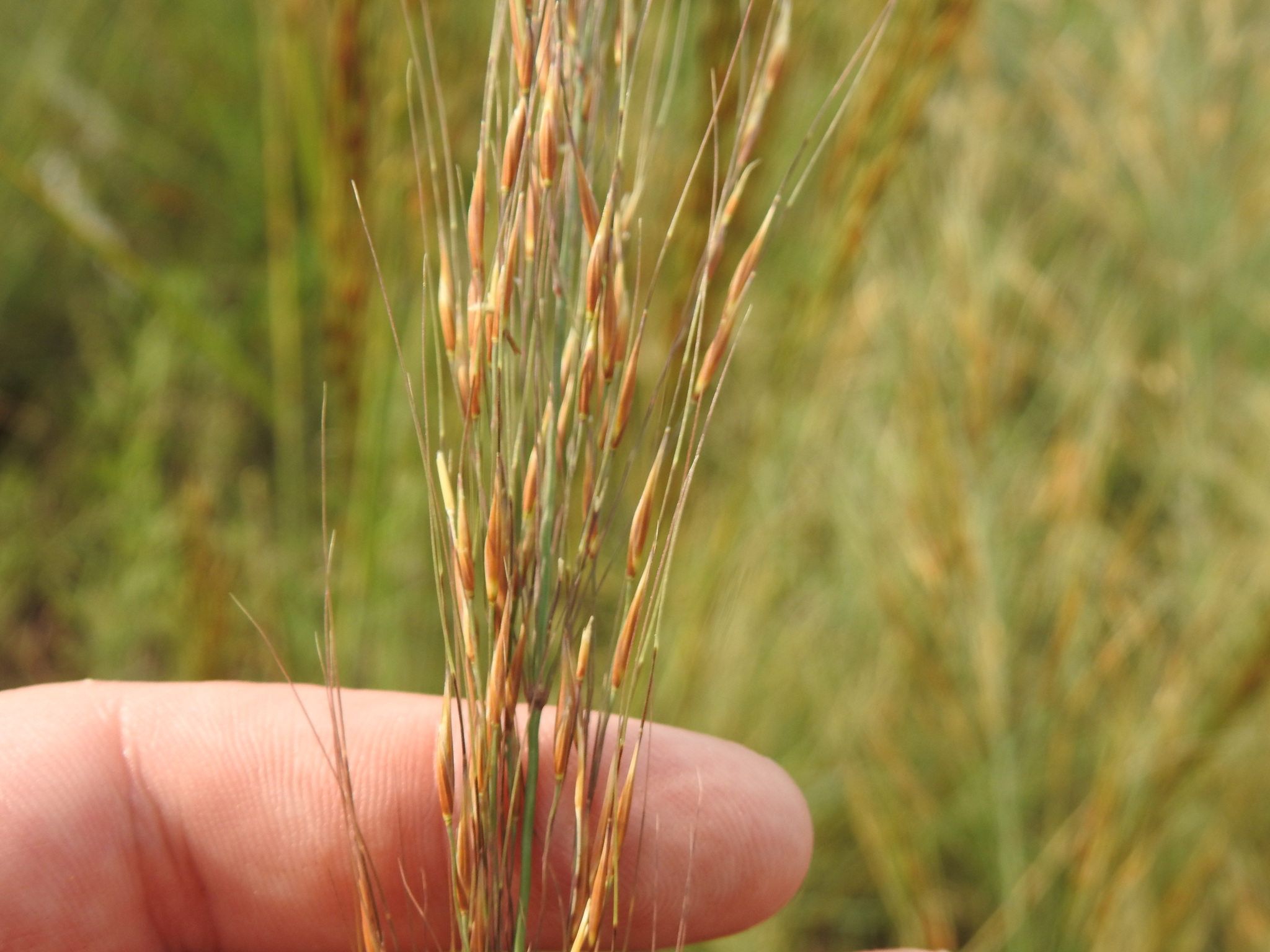 Loudetia simplex (Nees) C.E.Hubb.