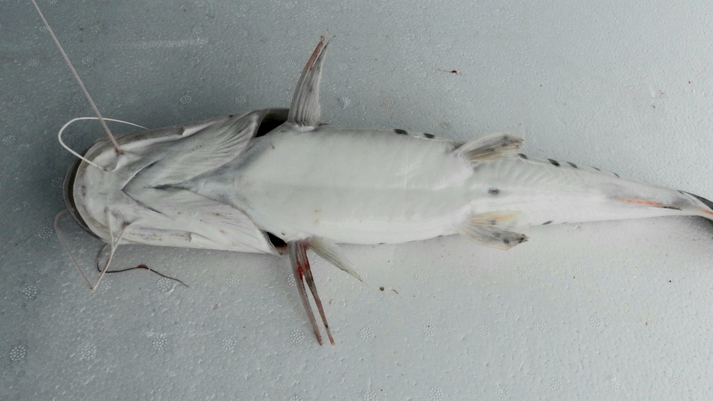 Spotted Tiger Sorubim (Pseudoplatystoma punctifer) - Marine Life ...
